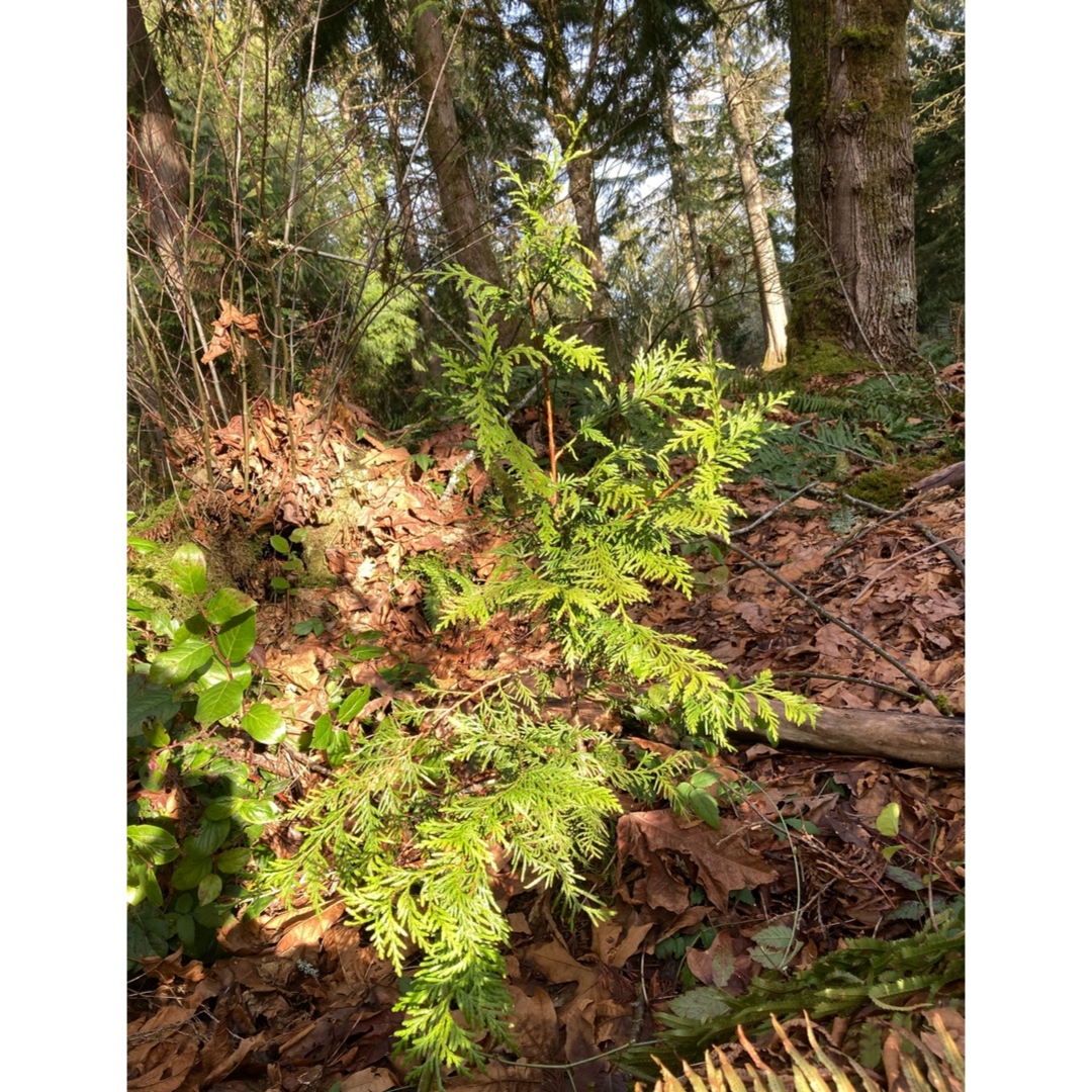 Pondering Psalm 1: Growth . equals . change - Daily Blessing