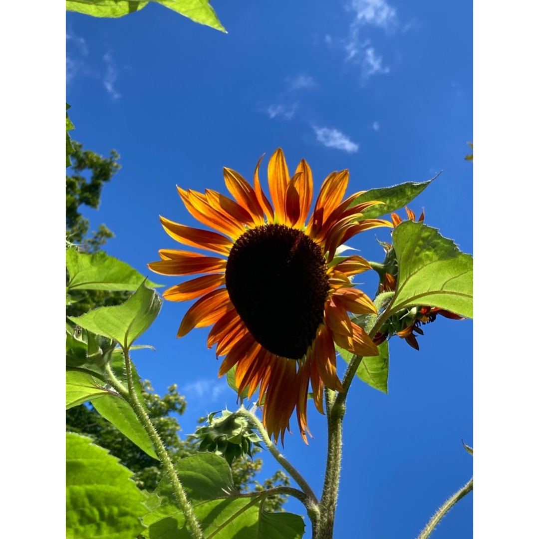 God's glory ... shining through flower petals! - Daily Blessing Lessons ...