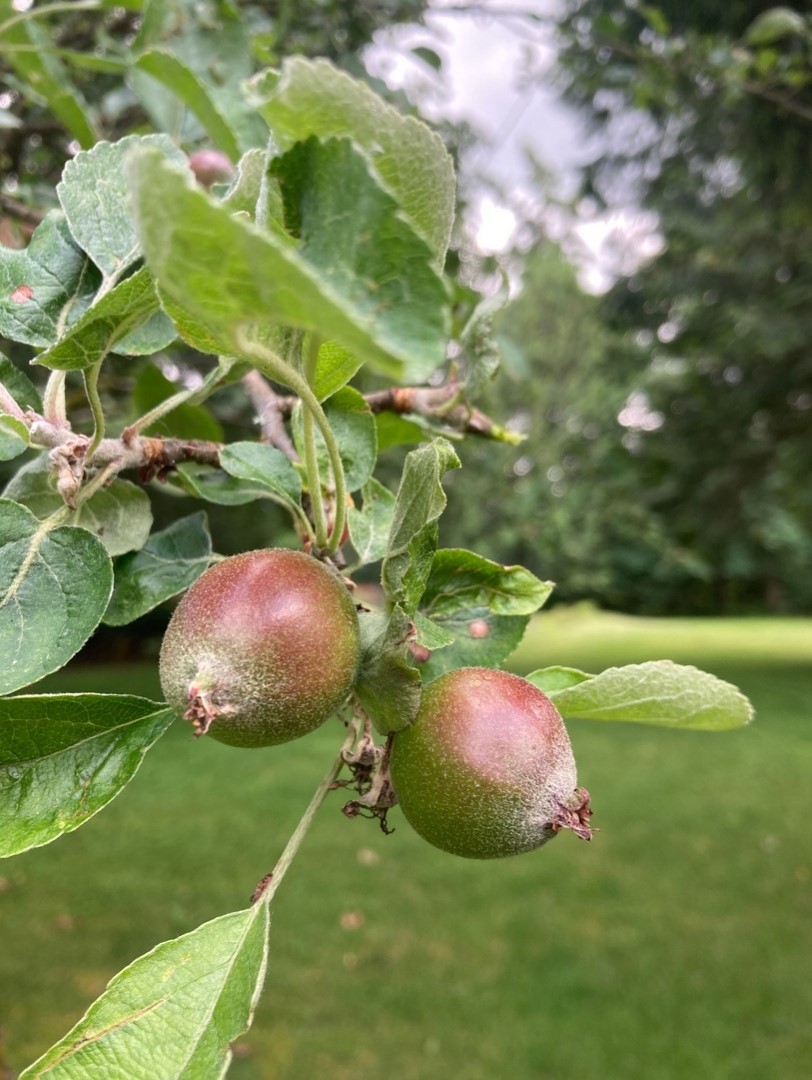 Lesson of the fig (aka: apple) tree - Daily Blessing Lessons from the ...